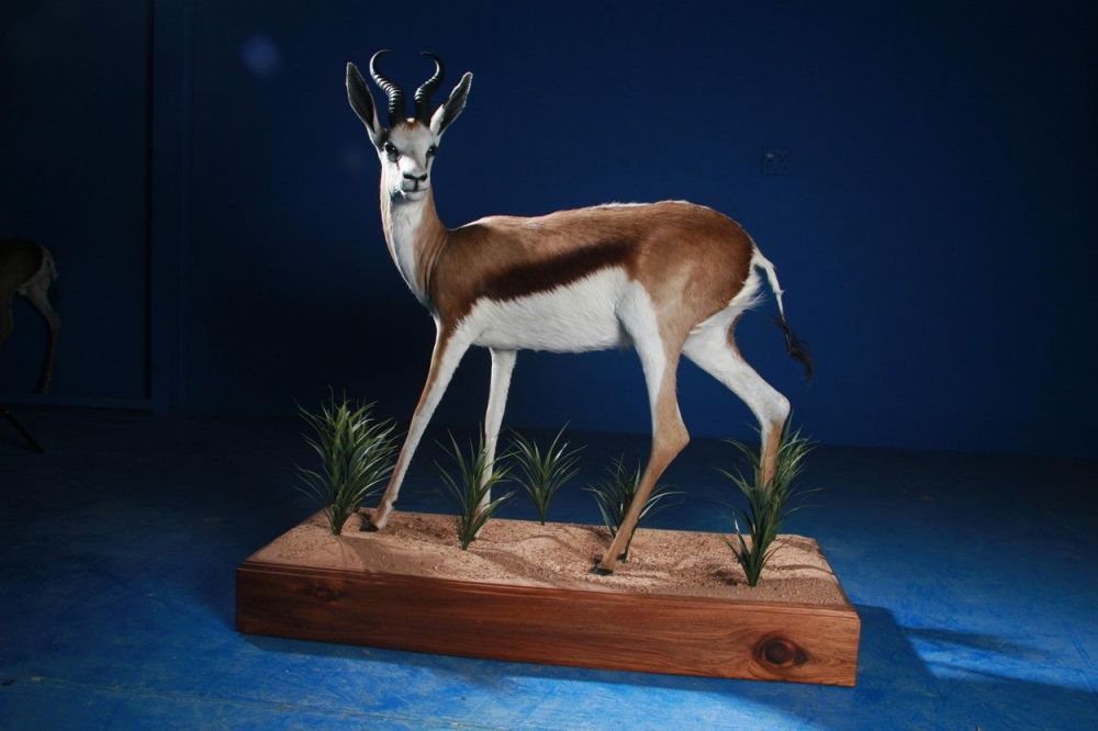 Common Springbuck Mounts